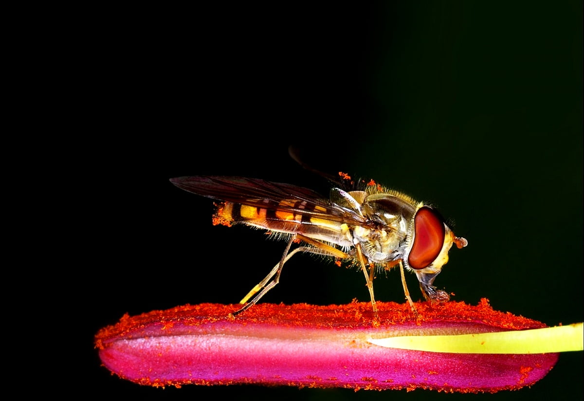 Tapeta na telefon Owady, Makro, Mucha Domowa | Pobierz TOP Darmowe zdjęcia