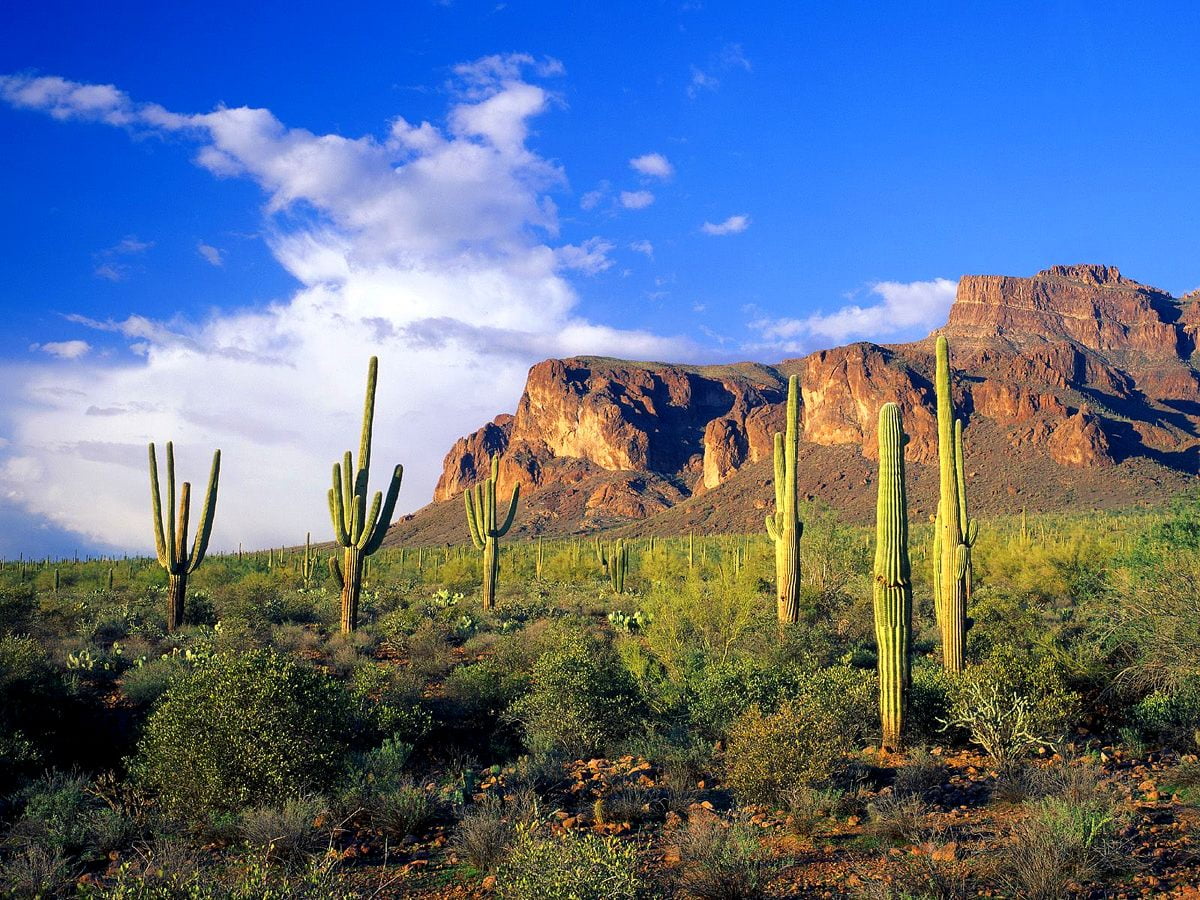 Fajna tapeta na pulpit Las Narodowy Tonto, Arizona, Saguaro windows 7 ...