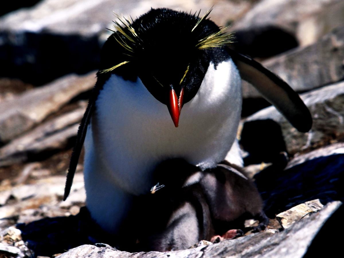 50+ Tapety na pulpit - Pingwin | Darmowe tapety