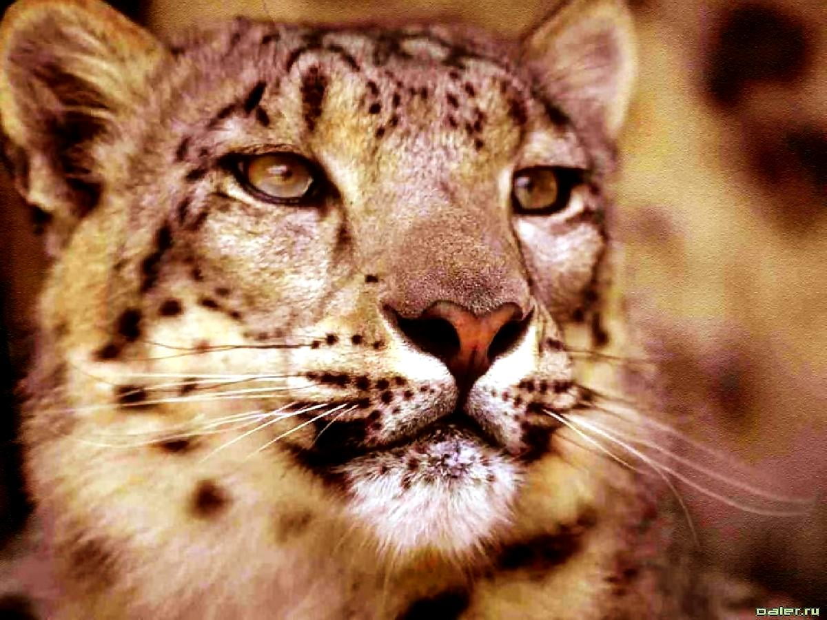 350+ Koty - tapety na pulpit HD | Darmowe tapety