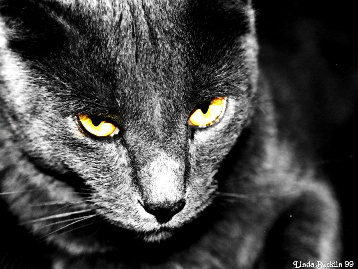 20+ Tapety na pulpit - Czarny kot | Darmowe tapety