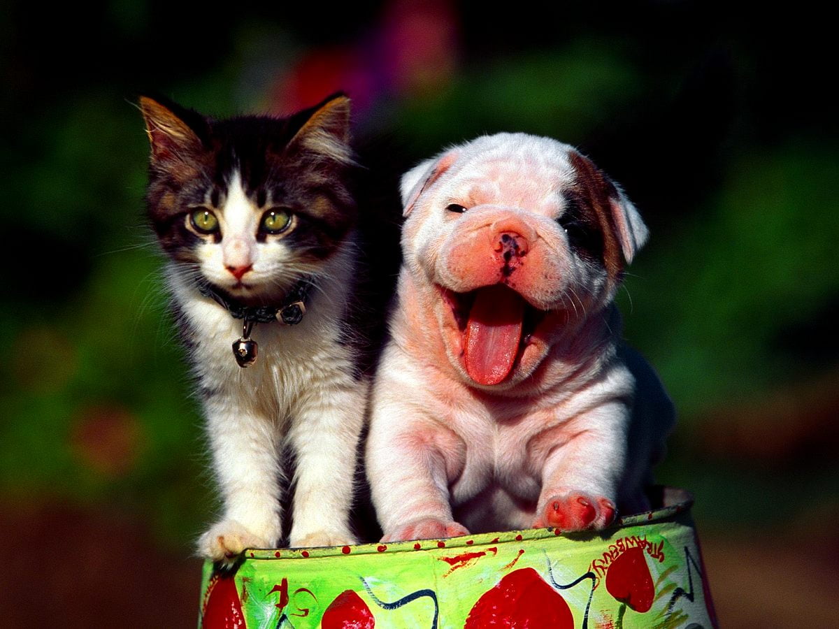 350+ Tapety na pulpit HD - Koty | Za darmo