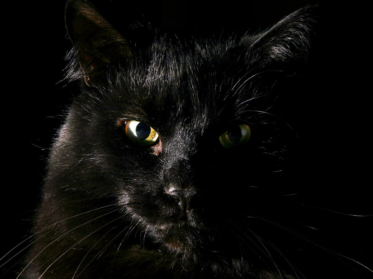 20+ Tapety na pulpit - Czarny kot | Darmowe tapety