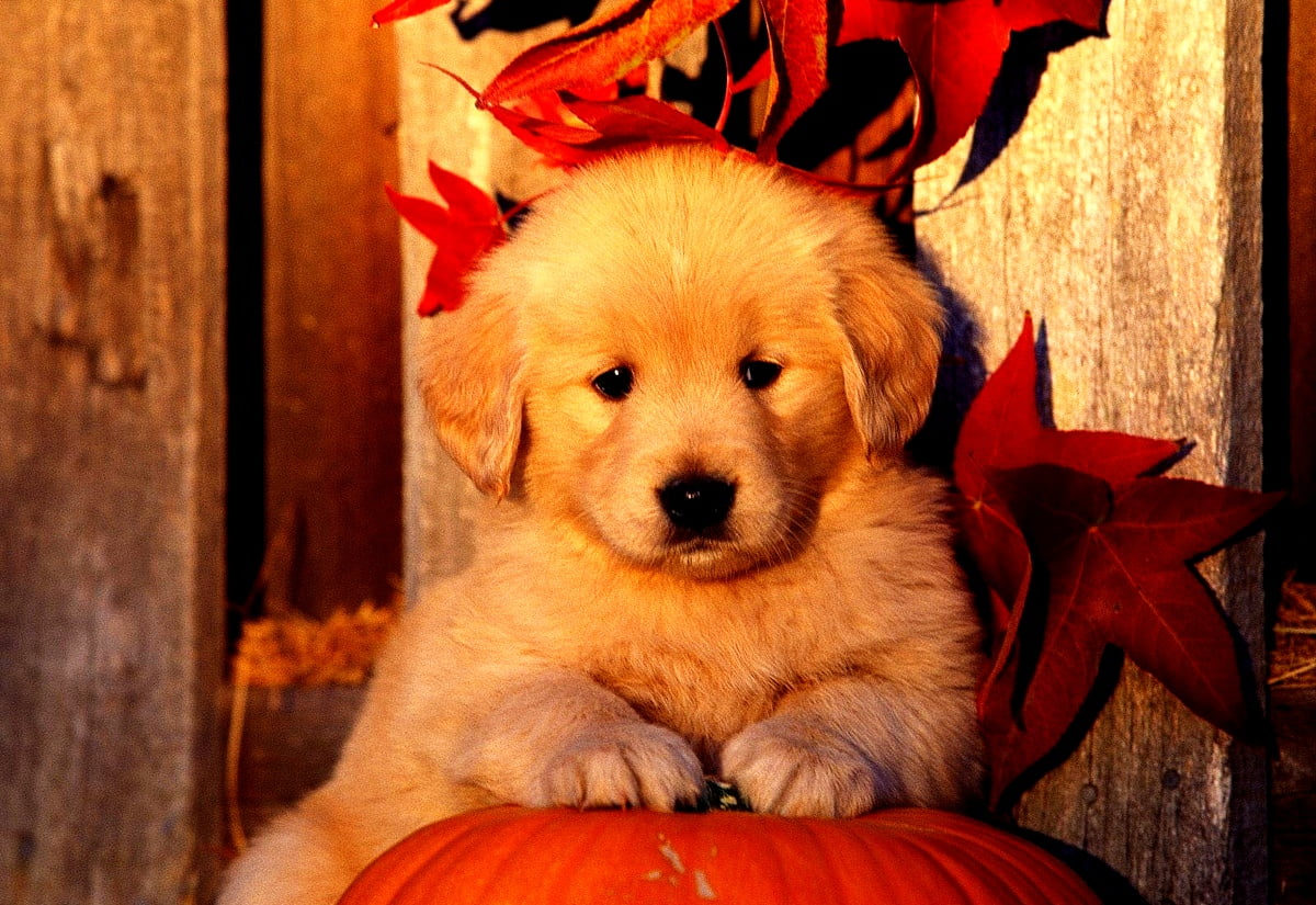 Tapeta na pulpit Psy, Małe Zwierzęta, Golden Retriever | TOP Darmowe tapety