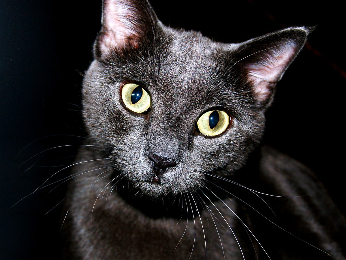 20+ Tapety na pulpit - Czarny kot | Darmowe tapety