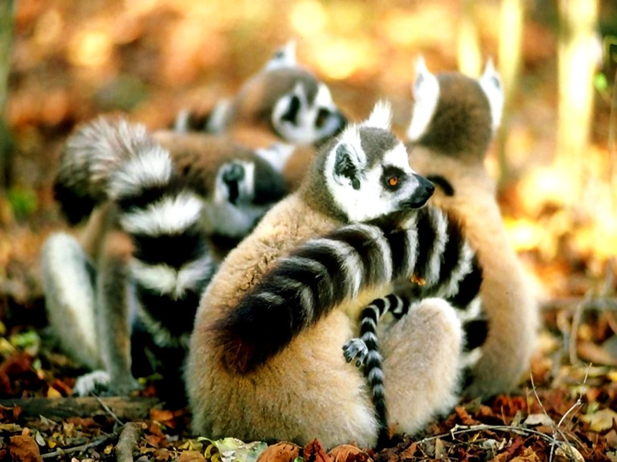 Tapeta na pulpit Lemur, Zwierząta, Dzika Przyroda | Pobierz tapety