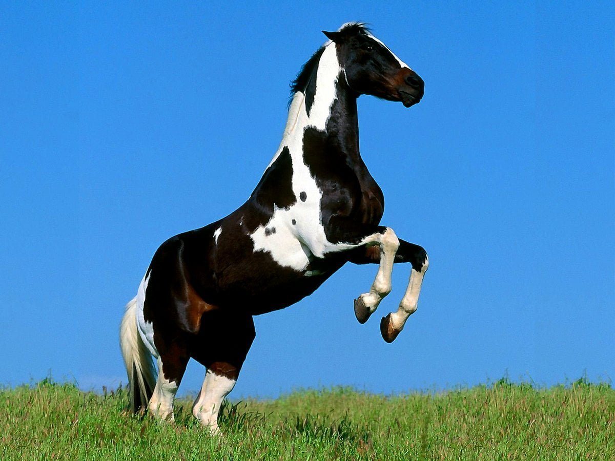 Tapeta na telefon Koń, Mustang Koń, Grzywa | Pobierz TOP tapety