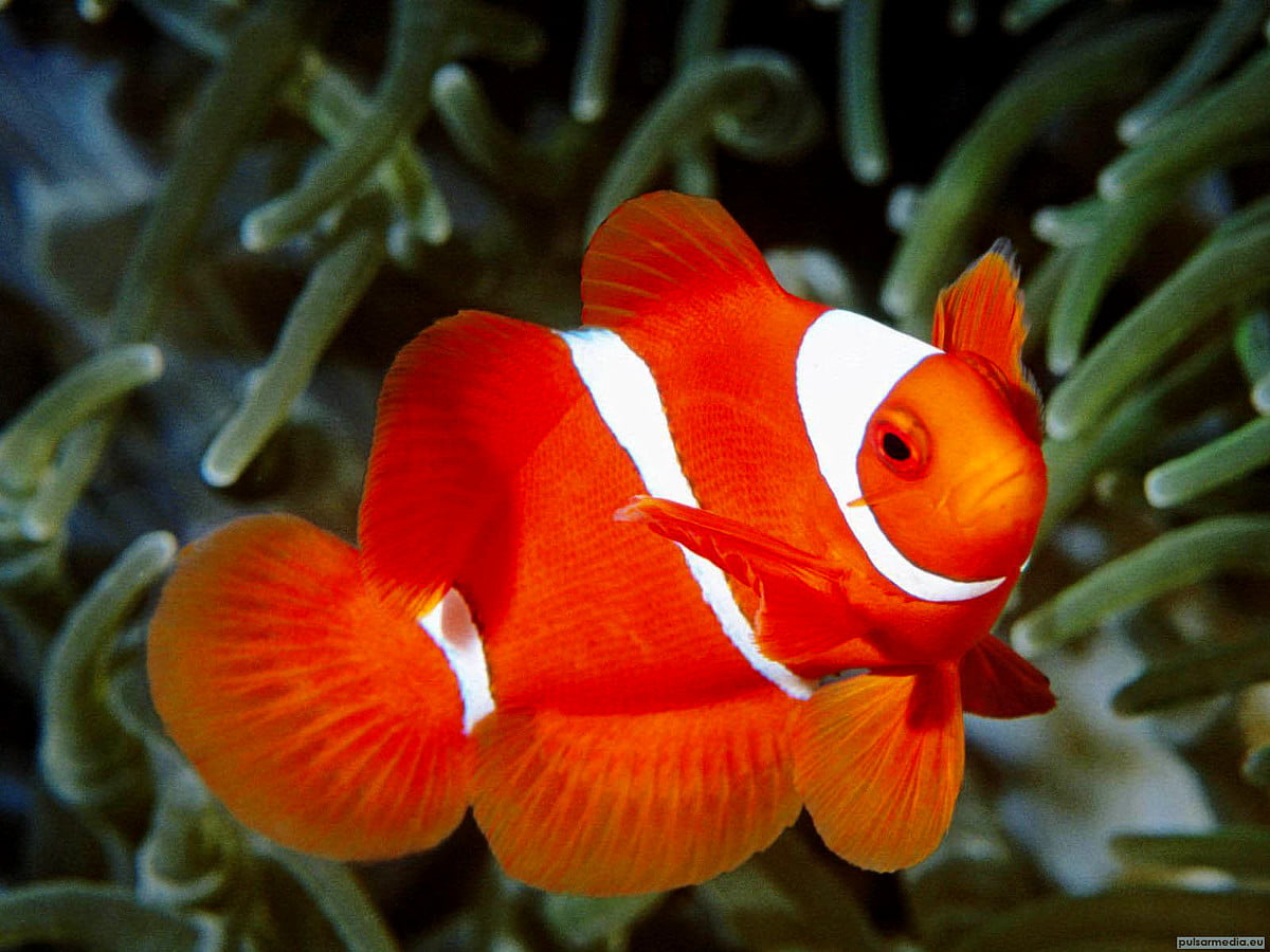 610+ Tapety na pulpit - Ryba | Darmowe tapety