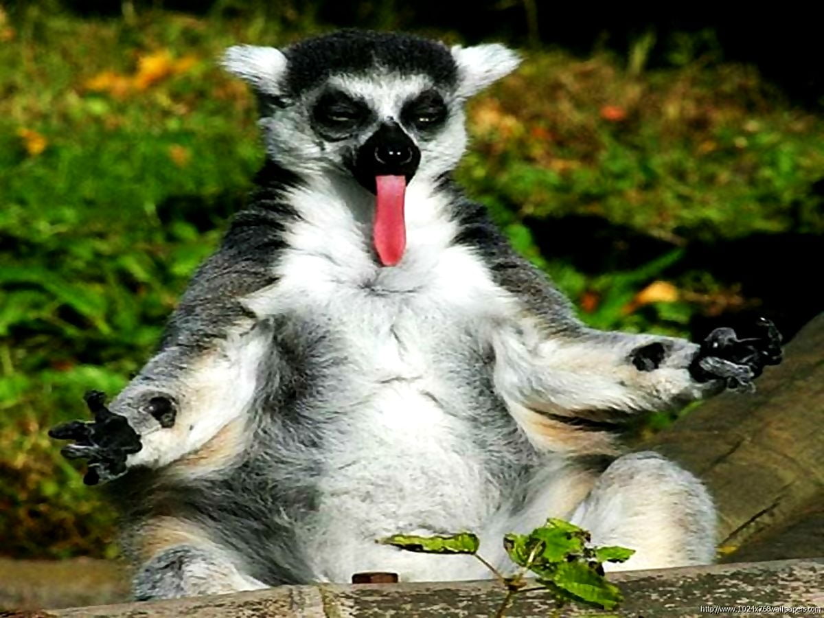 Tapeta na pulpit Lemur, Zwierząta, Białe | Pobierz TOP tapety