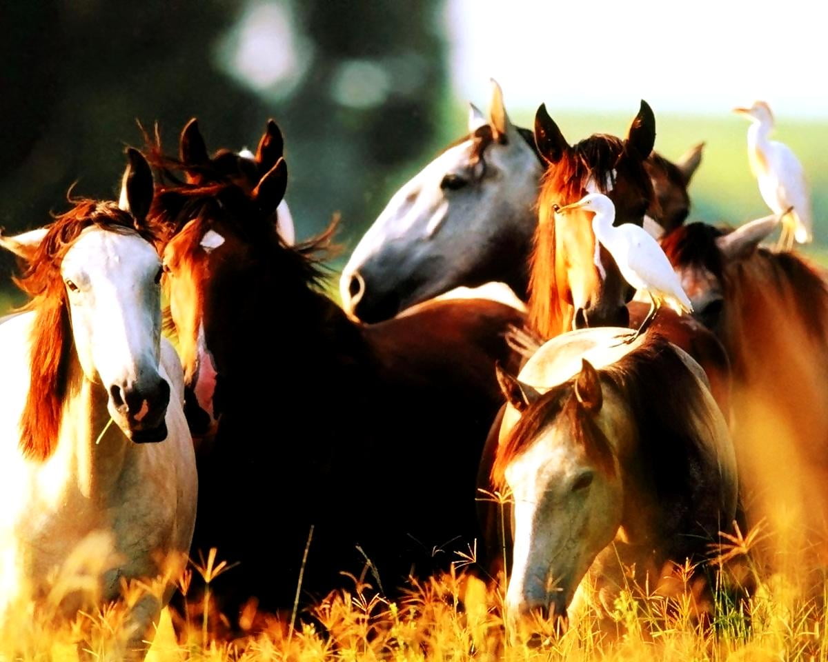 200+ Koń - tapety na pulpit |Pobierz za darmo
