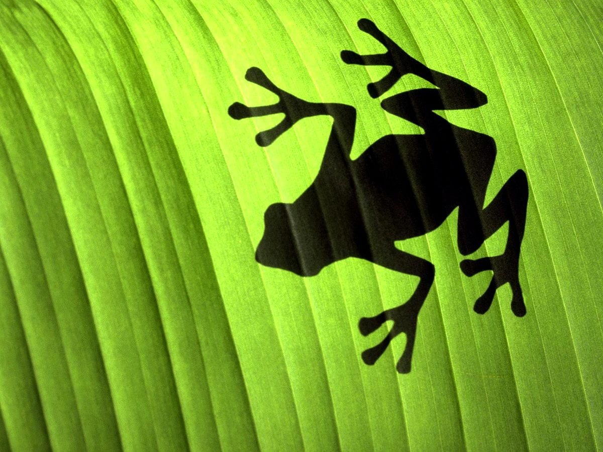 80+ Tapety na pulpit - Żaba | Darmowe tapety