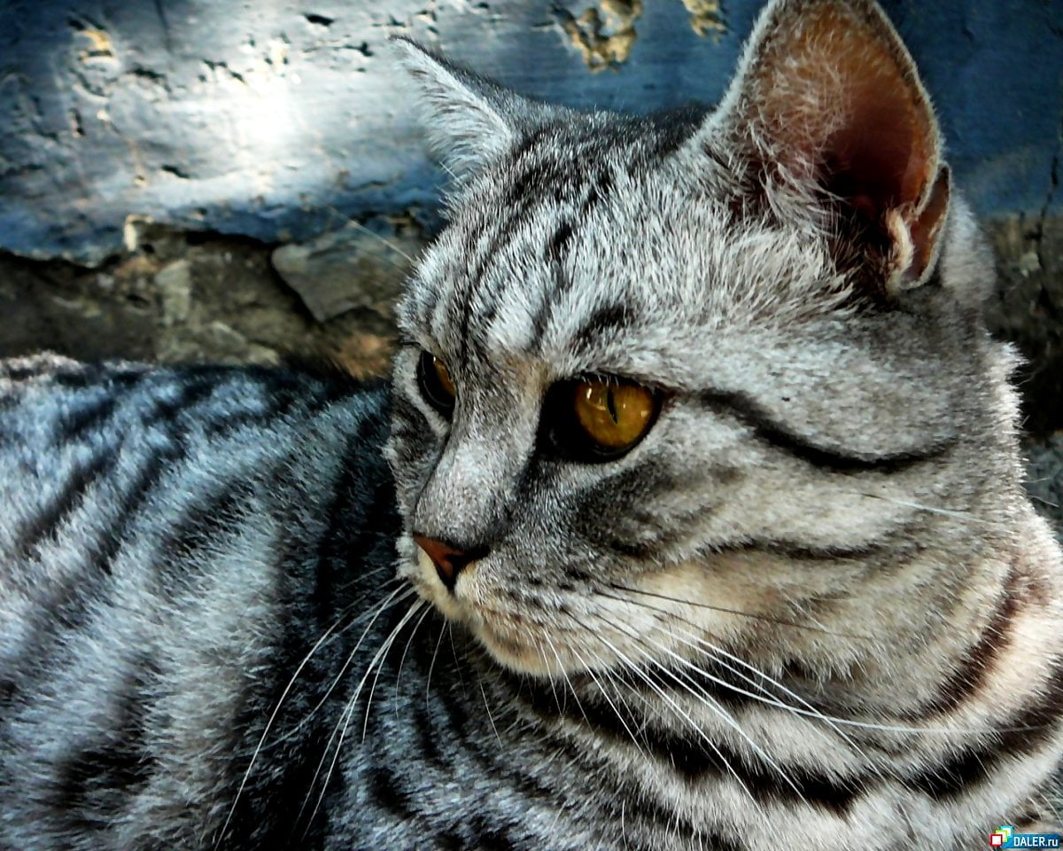 350+ Tapety na komputer HD - Koty| Pobierz za darmo