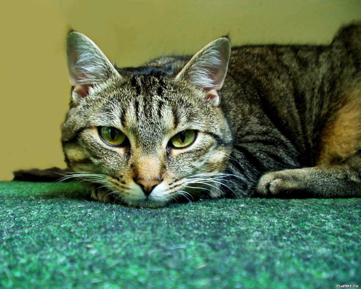 350+ Tapety na komputer HD - Koty| Pobierz za darmo