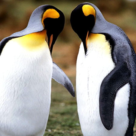 Obraz na pulpit Ptak, Pingwin, Pingwin Królewski | Pobierz Najlepsze obrazy