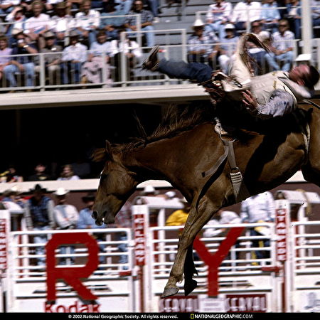 Tapety na pulpit - Rodeo | Darmowe tapety